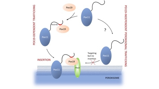Cells | Free Full-Text | Recognition and Chaperoning by Pex19, Followed ...
