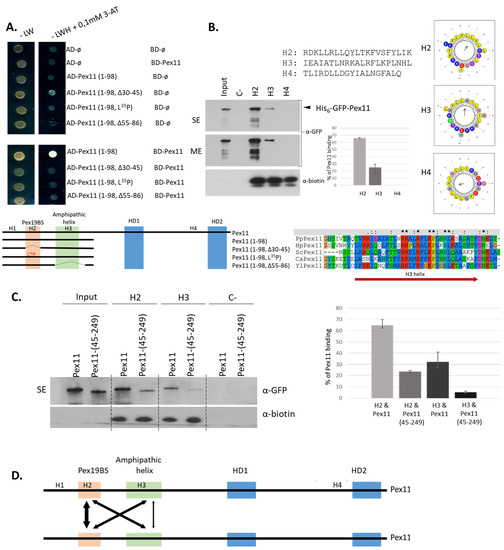 Recognition and Chaperoning by Pex19, Followed by Trafficking and ...