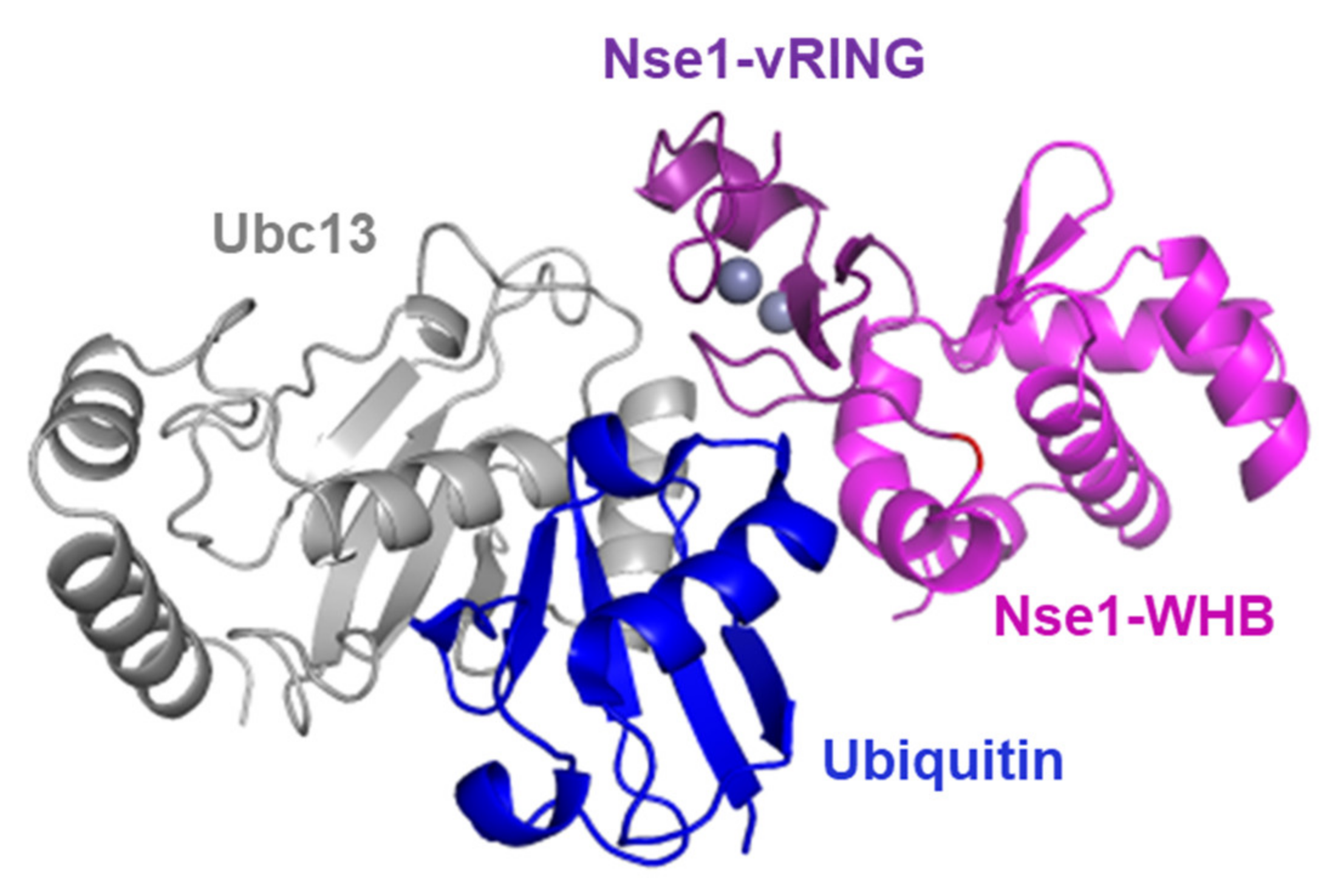 Role of Nse1 Subunit of SMC5/6 Complex as a Ubiquitin Ligase