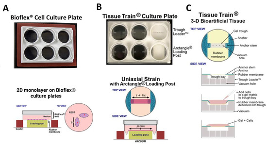 The Role of the Dynamic Lung Extracellular Matrix Environment on ...