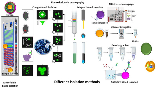 Methodologies to Isolate and Purify Clinical Grade Extracellular ...