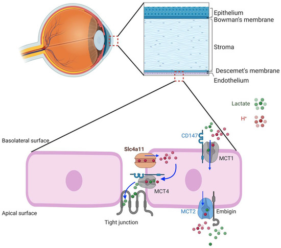 The H+ Transporter SLC4A11: Roles in Metabolism, Oxidative Stress and ...