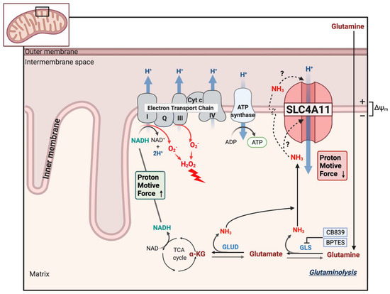 The H+ Transporter SLC4A11: Roles in Metabolism, Oxidative Stress and ...