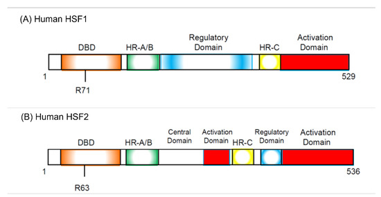 Cell Cycle Regulation by Heat Shock Transcription Factors