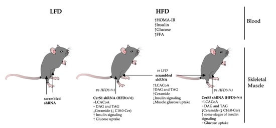 Cells | Free Full-Text | CerS1 but Not CerS5 Gene Silencing, Improves ...