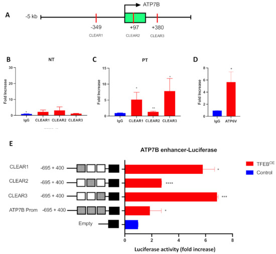 Cells | Free Full-Text | TFEB Regulates ATP7B Expression to Promote ...