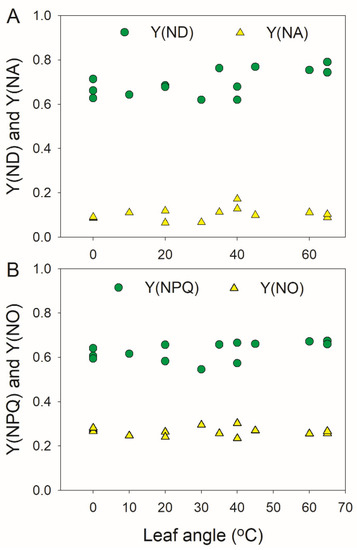 Regulation of Leaf Angle Protects Photosystem I under Fluctuating Light ...