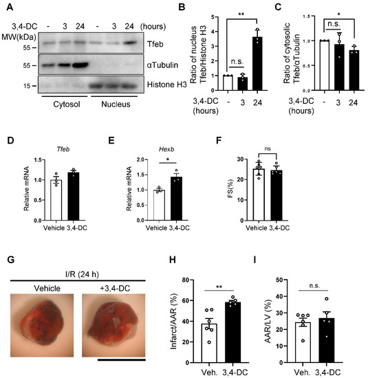Tfeb-Mediated Transcriptional Regulation of Autophagy Induces Autosis ...