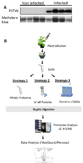 Cells | Free Full-Text | Revisiting the Non-Coding Nature of Pospiviroids