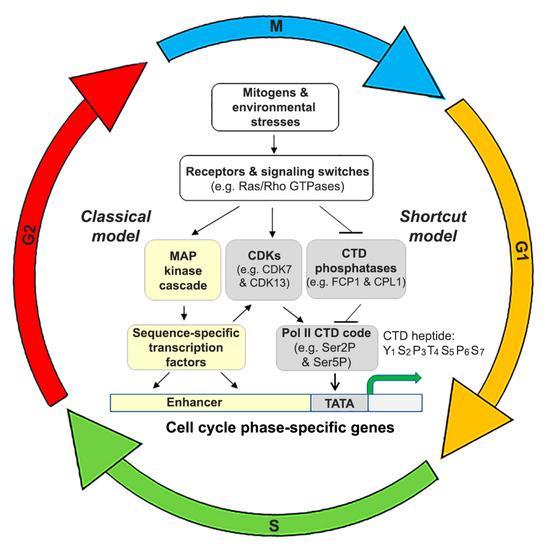Cyclin-Dependent Kinases and CTD Phosphatases in Cell Cycle ...