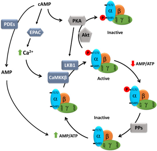 Emerging Role of cAMP/AMPK Signaling