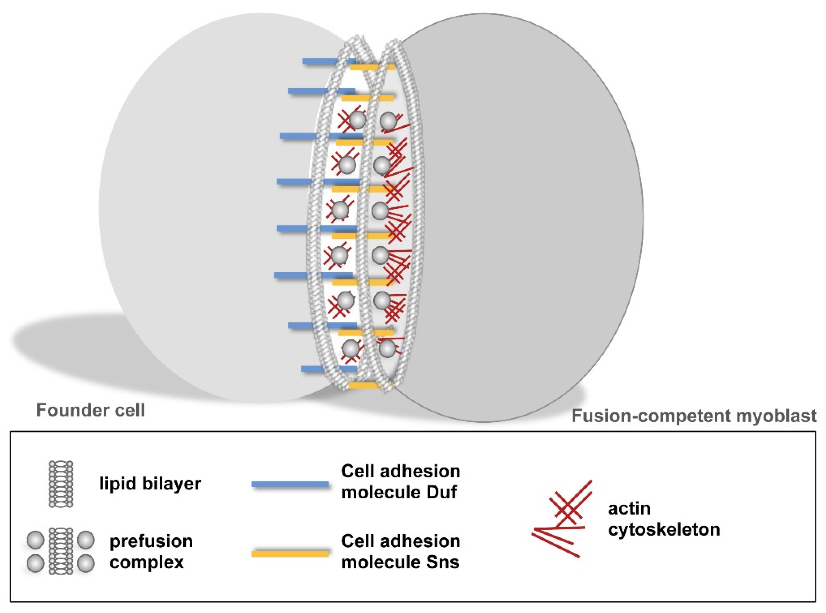 Drosophila melanogaster: A Model System to Study Distinct Genetic ...