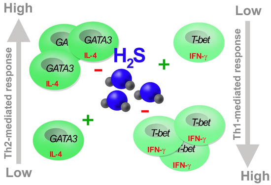 Buffering Adaptive Immunity by Hydrogen Sulfide