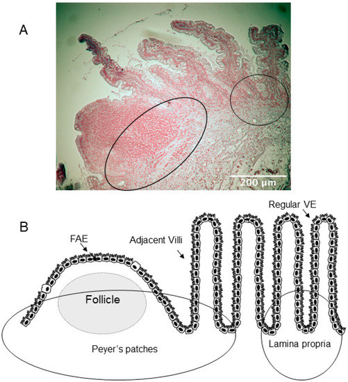 Increased Numbers of Enteric Glial Cells in the Peyer’s Patches and ...
