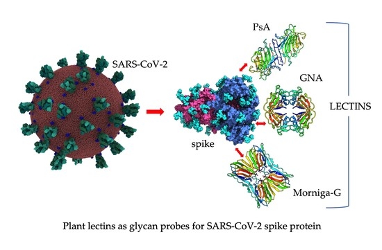 Cells | Free Full-Text | Legume Lectins with Different Specificities as ...