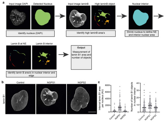 Current Methods and Pipelines for Image-Based Quantitation of Nuclear ...