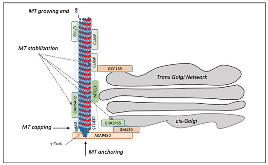 Functional Coordination among the Golgi Complex, the Centrosome and the ...