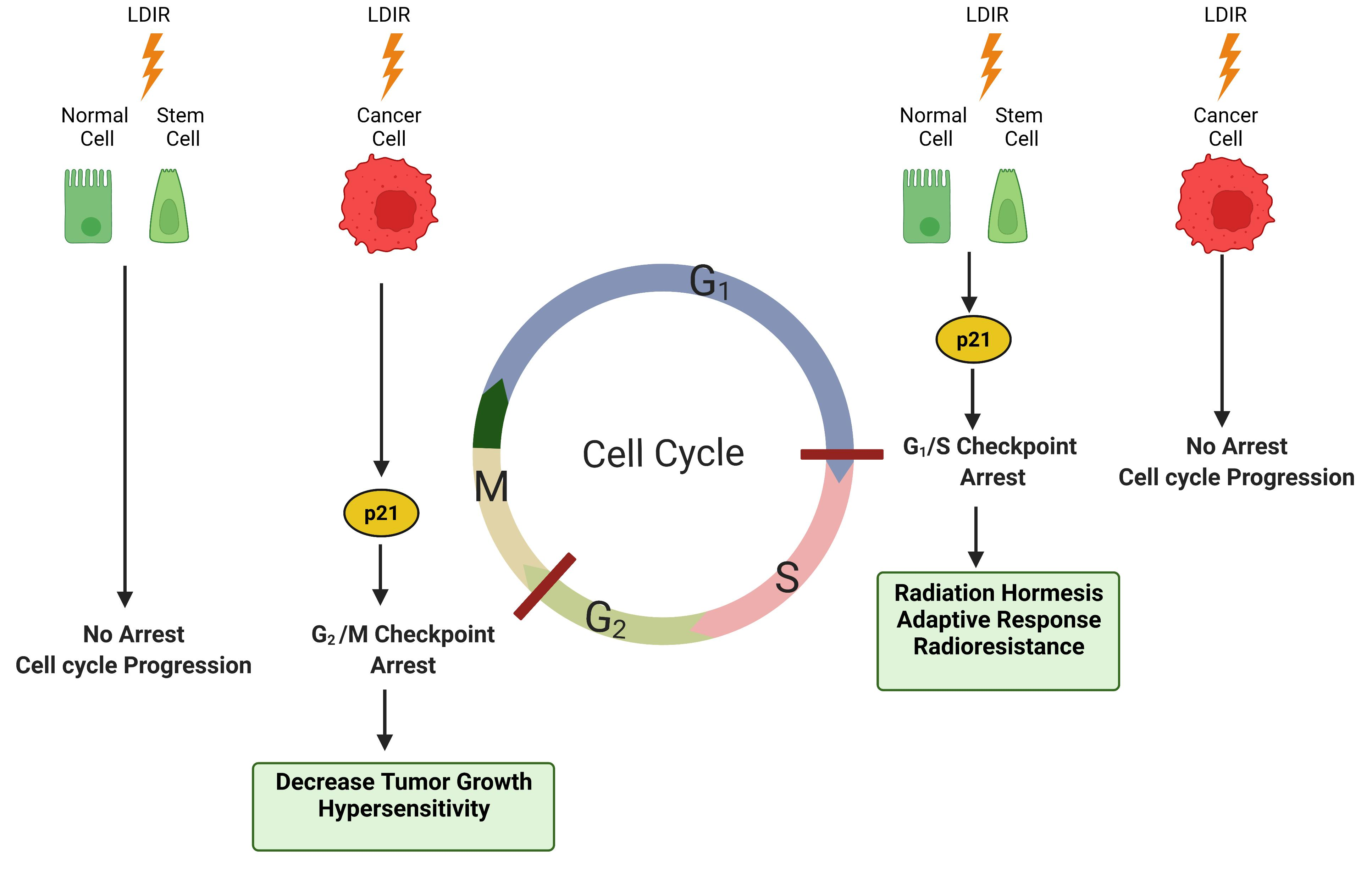 Cells | Free Full-Text | Advances in the Current Understanding of How ... Cells | Free Full-Text | Advances in the Current Understanding of How ...