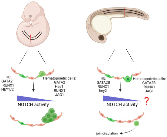 Notch Signaling in HSC Emergence: When, Why and How