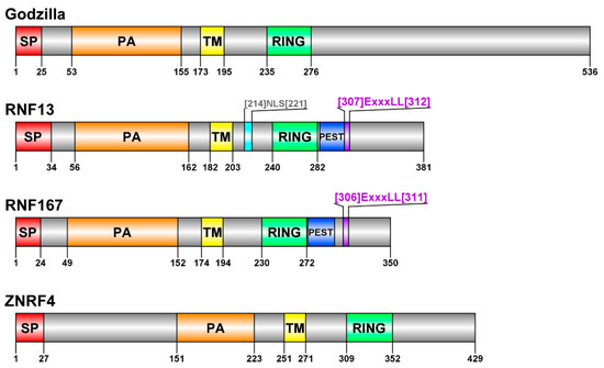 From Drosophila to Human: Biological Function of E3 Ligase Godzilla and ...