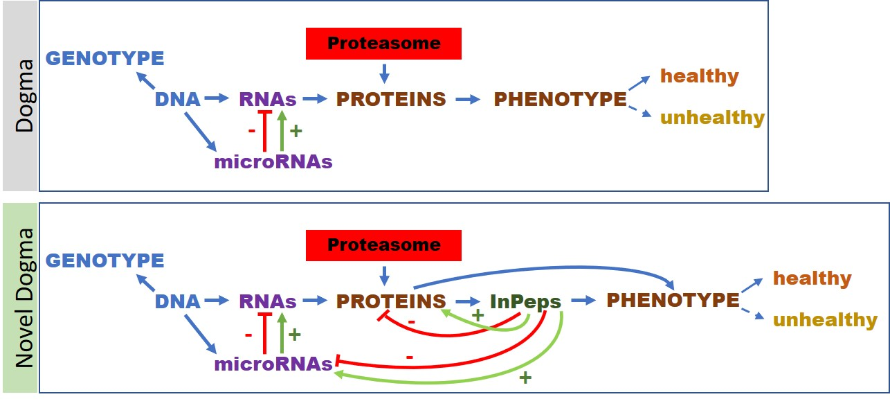 Cells | Free Full-Text | Effect of FKBP12-Derived Intracellular ...