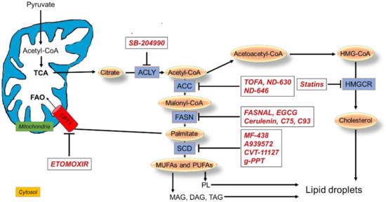 Reprogramming of Lipid Metabolism in Lung Cancer: An Overview with ...