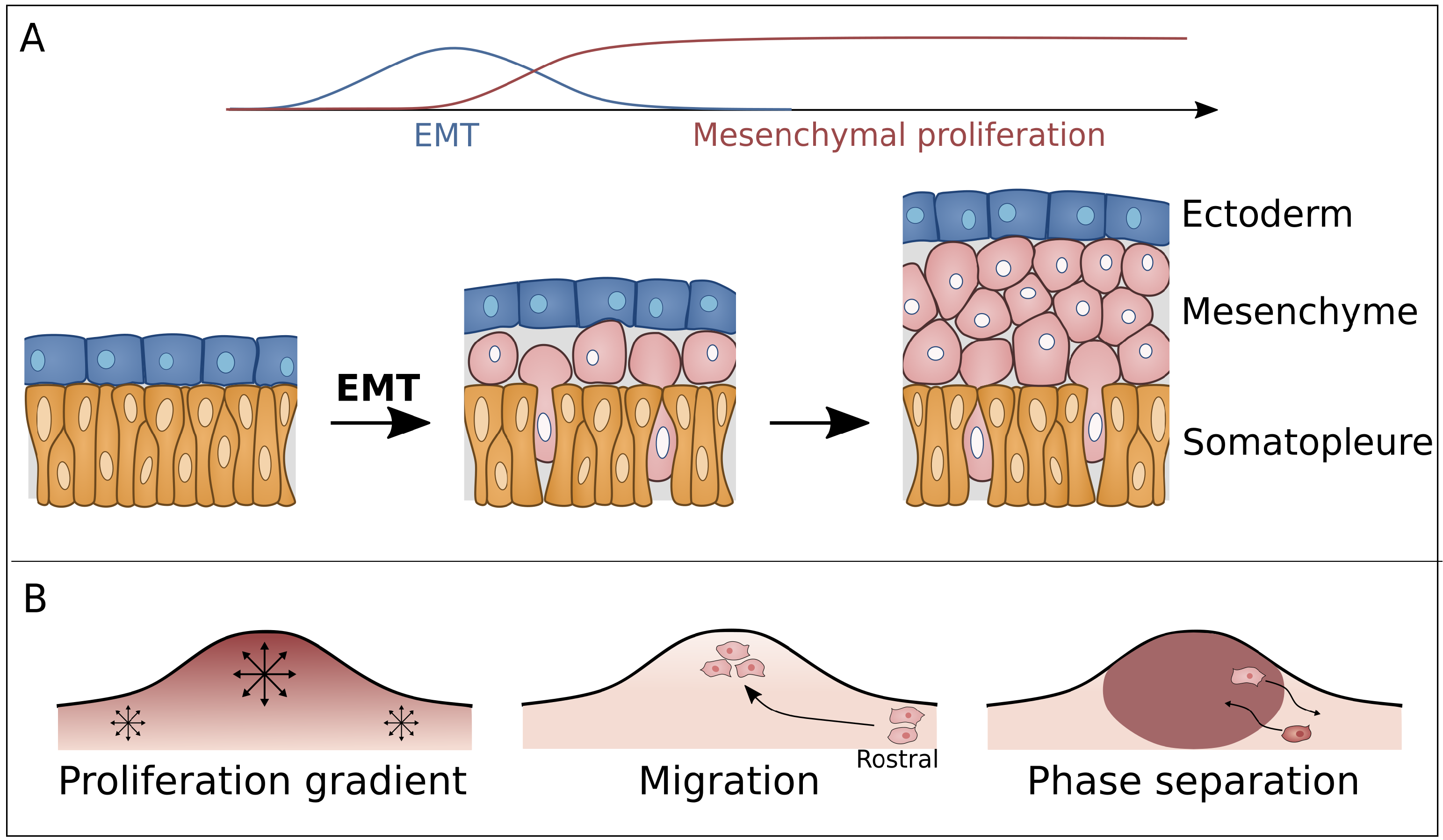 Formation Of The Vertebrate Limb Genetic Regulation Of Fingers And