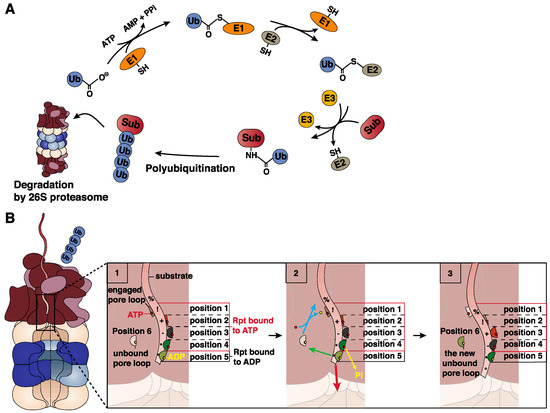Functional Differences between Proteasome Subtypes