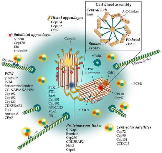 Estrogens—Origin of Centrosome Defects in Human Cancer?