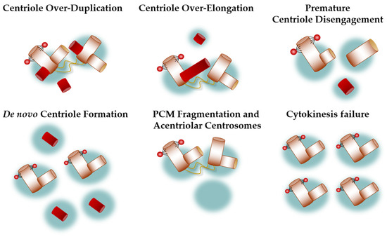 Estrogens—Origin of Centrosome Defects in Human Cancer?