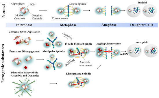 Estrogens—Origin of Centrosome Defects in Human Cancer?