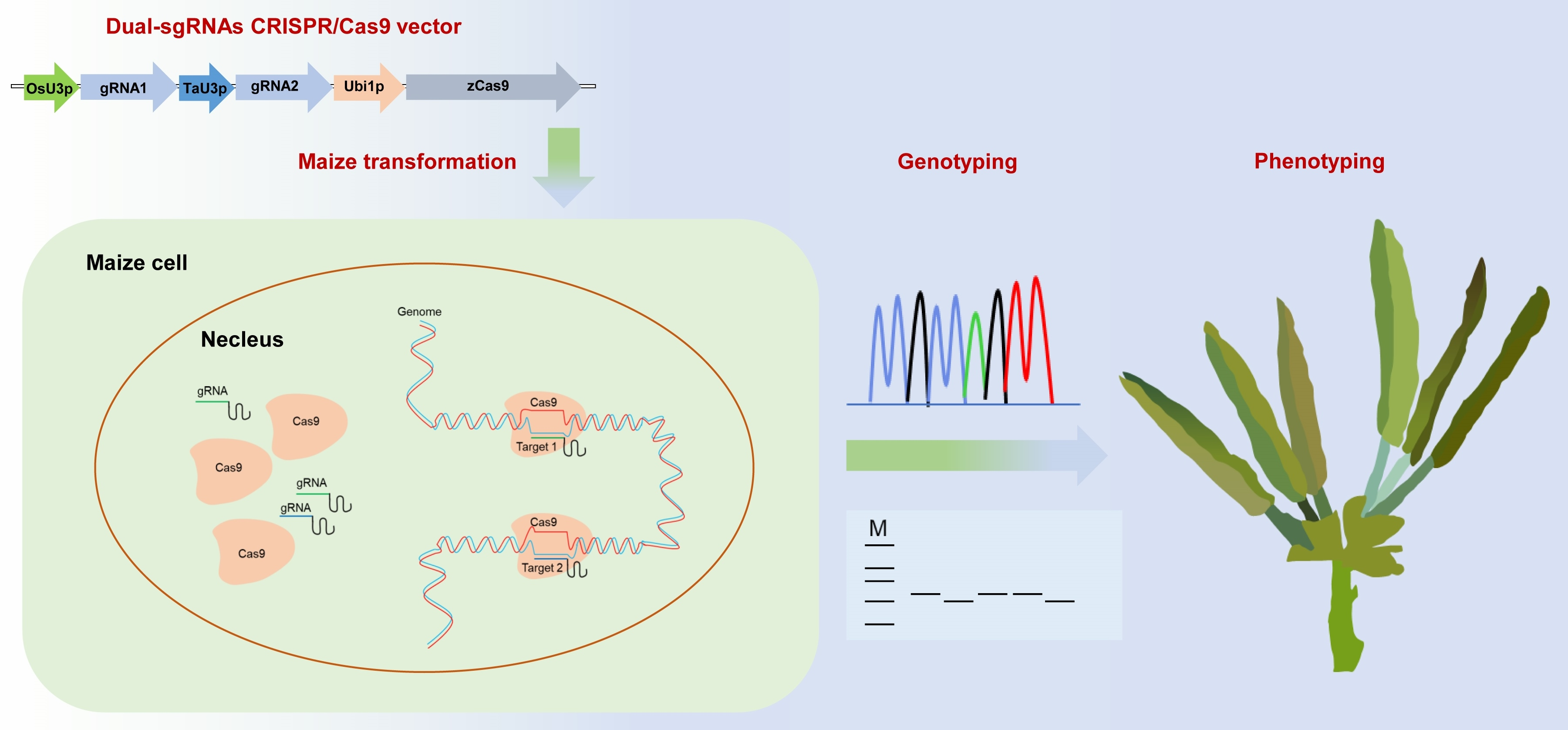 Cells | Free Full-Text | Use of CRISPR/Cas9-Based Gene Editing to ...