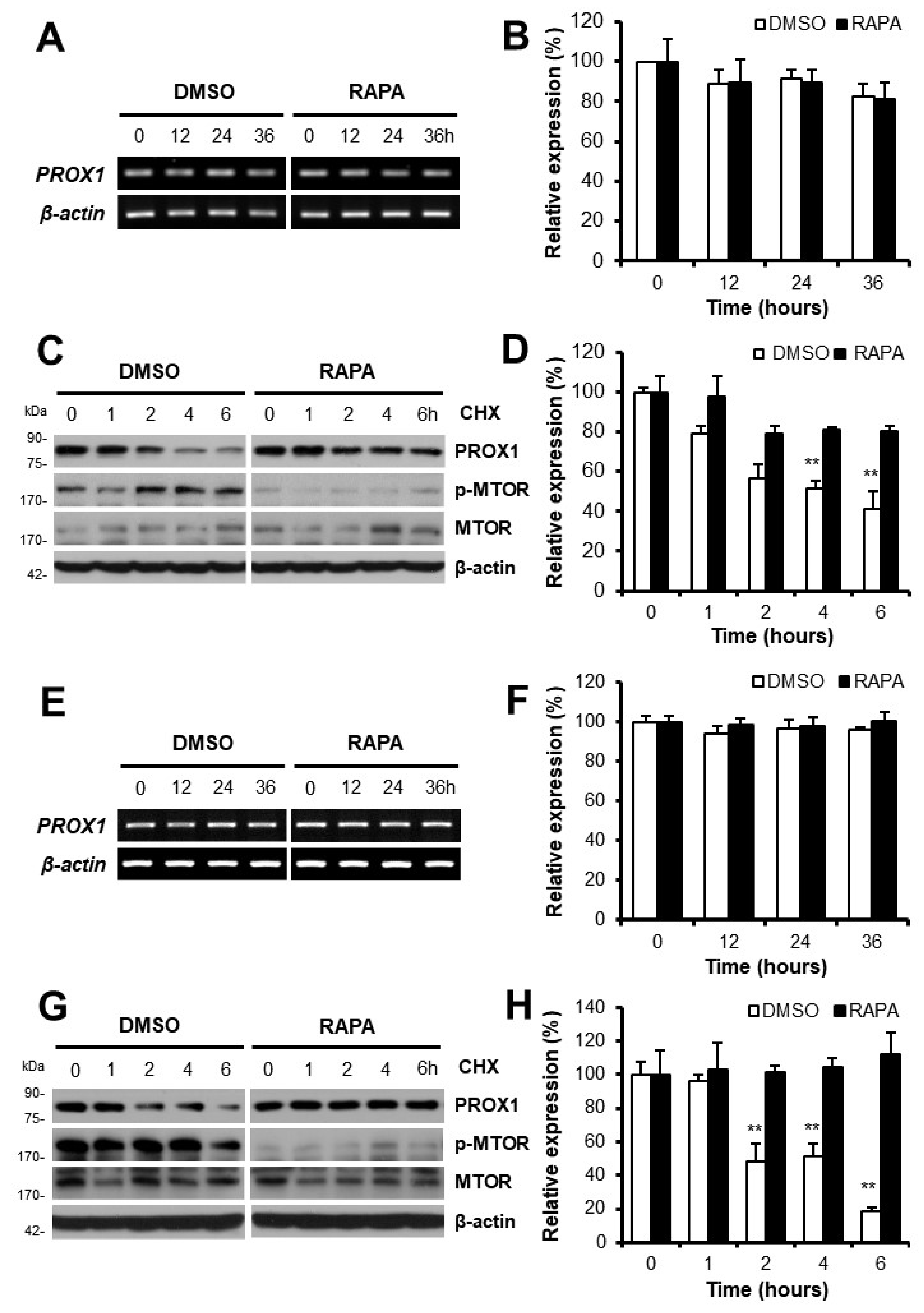 PROX1, a Key Mediator of the Anti-Proliferative Effect of Rapamycin on ...