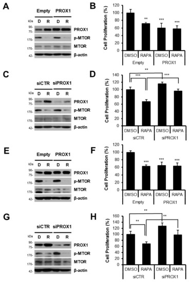 PROX1, a Key Mediator of the Anti-Proliferative Effect of Rapamycin on ...