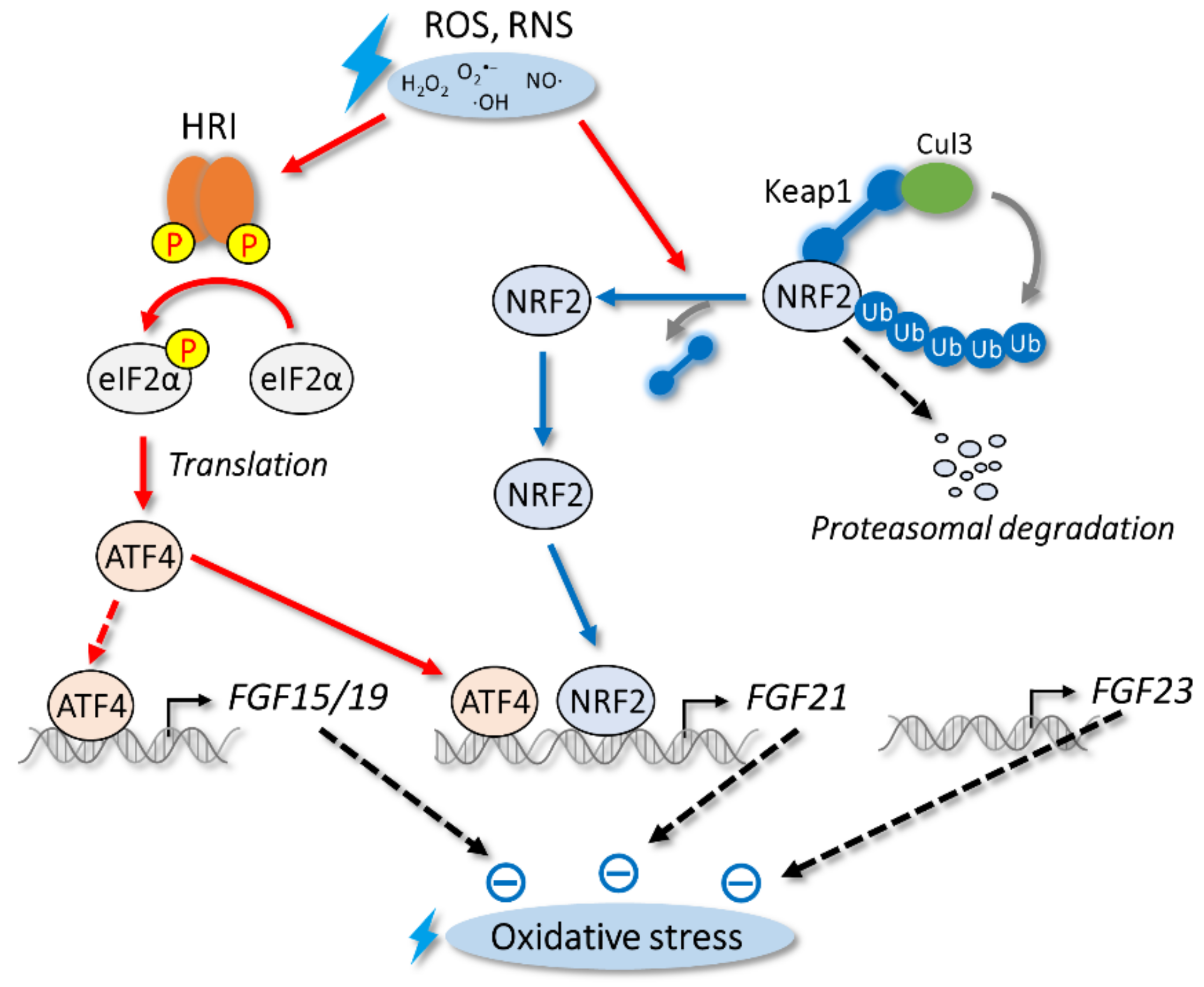 Endocrine Fibroblast Growth Factors in Relation to Stress Signaling