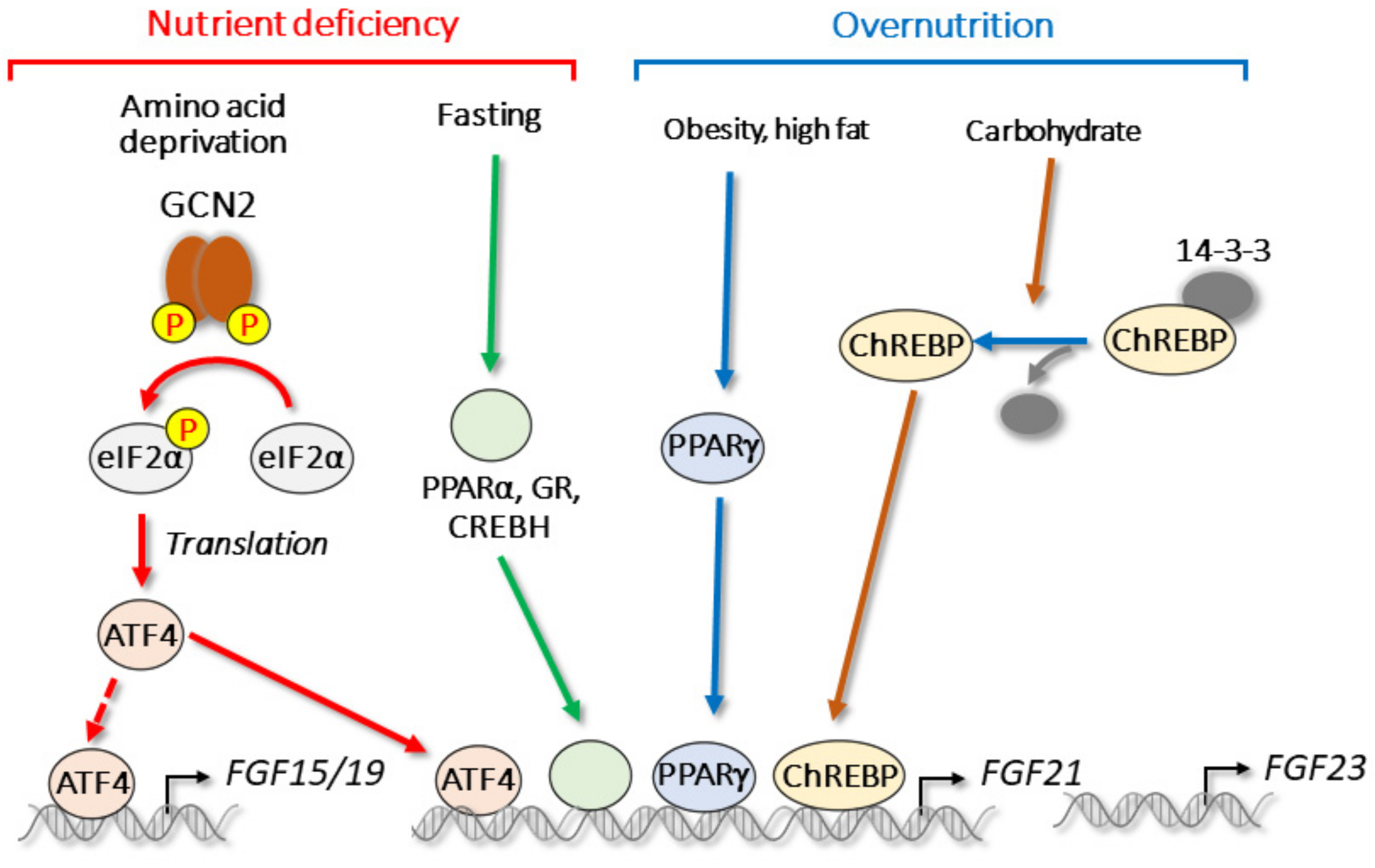 Endocrine Fibroblast Growth Factors in Relation to Stress Signaling