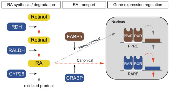 Machinery and Developmental Role of Retinoic Acid Signaling in Echinoderms