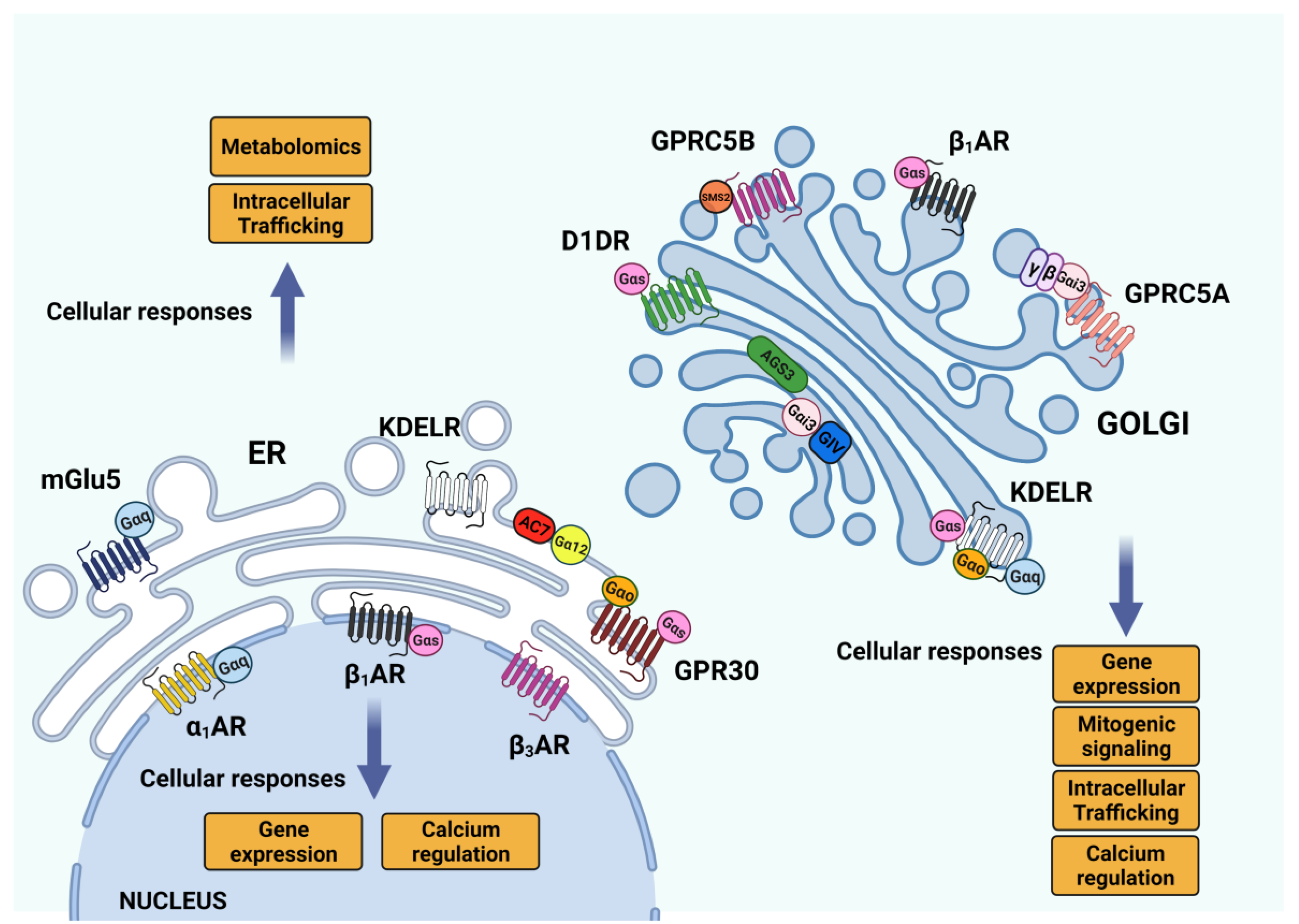 Endomembrane-Based Signaling by GPCRs and G-Proteins