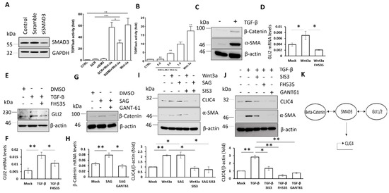 Induction of Pro-Fibrotic CLIC4 in Dermal Fibroblasts by TGF-β/Wnt3a Is ...