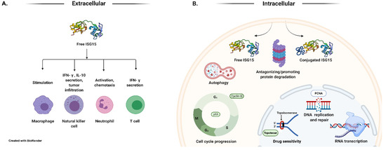ISG15 and ISGylation in Human Diseases