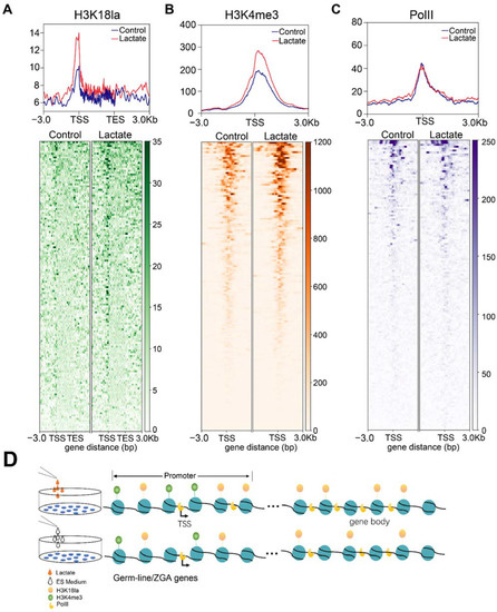 Lactate Activates Germline and Cleavage Embryo Genes in Mouse Embryonic ...