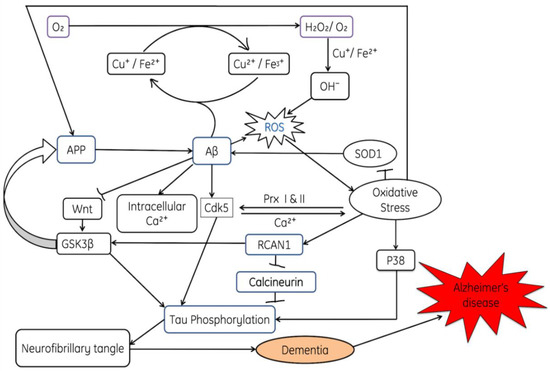 Oxidative Stress in Human Pathology and Aging: Molecular Mechanisms and ...