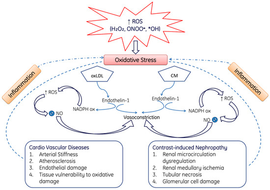 Oxidative Stress in Human Pathology and Aging: Molecular Mechanisms and ...