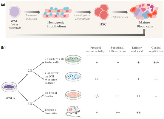 Hematopoietic Cells from Pluripotent Stem Cells: Hope and Promise for ...