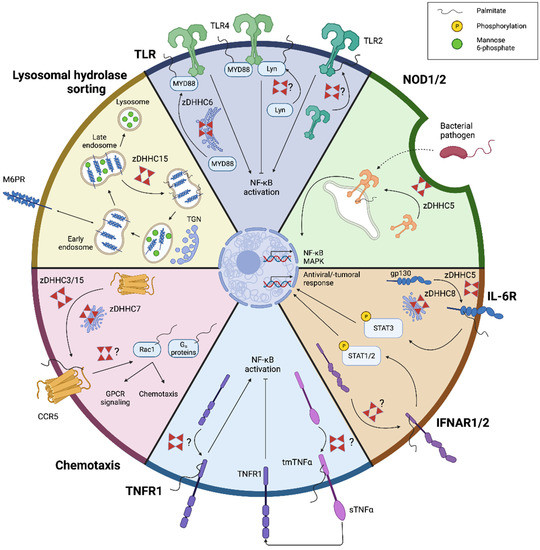 Protein Lipidation by Palmitate Controls Macrophage Function