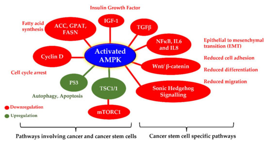 Targeting Breast Cancer and Their Stem Cell Population through AMPK ...