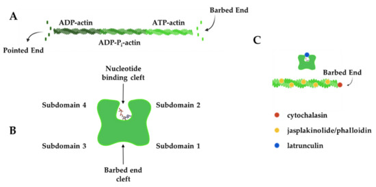 Control of Synapse Structure and Function by Actin and Its Regulators