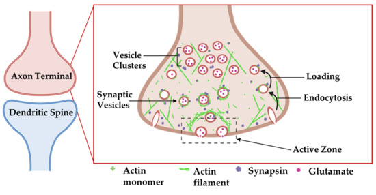 Control of Synapse Structure and Function by Actin and Its Regulators