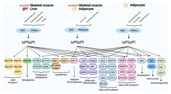 Cells | Free Full-Text | Potential Therapeutic Effects of PPAR Ligands ...