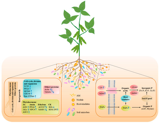 Proteomic Analysis Dissects Molecular Mechanisms Underlying Plant ...